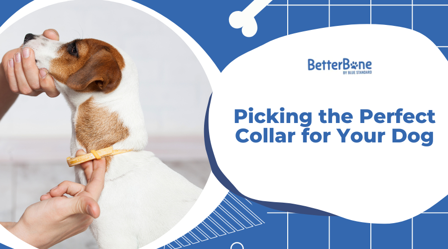 Picking the Perfect Collar for Your Dog - BetterBone All Natural Eco ...