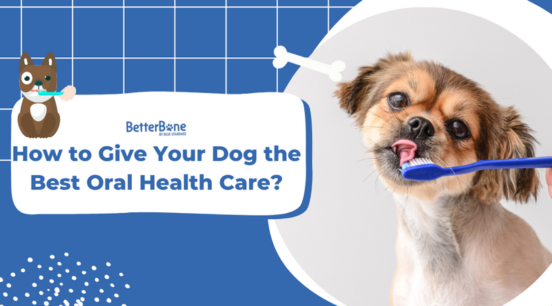 How to Give Your Dog the Best Oral Health Care? - BetterBone Natural ...