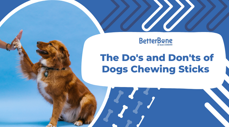 The Do's and Don'ts of Dogs Chewing Sticks - BetterBone Natural Durable ...